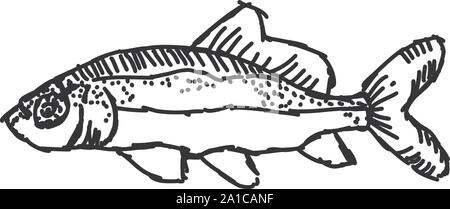 Fish sketch, illustration, vector on white background Stock Vector ...