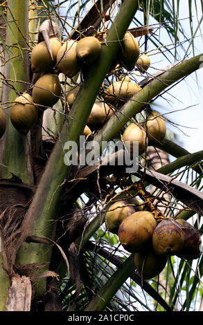 Zoomed shot of Tropical Coconut Tree top Stock Photo - Alamy