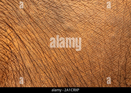 Detailed Close up of a rough Elephant skin Stock Photo - Alamy