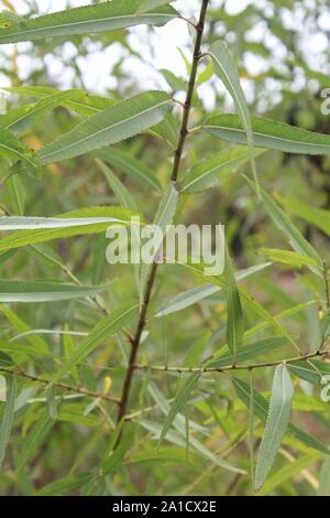 Commonly as Gooddings Willow, taxonomically as Salix Gooddingii, one of ...