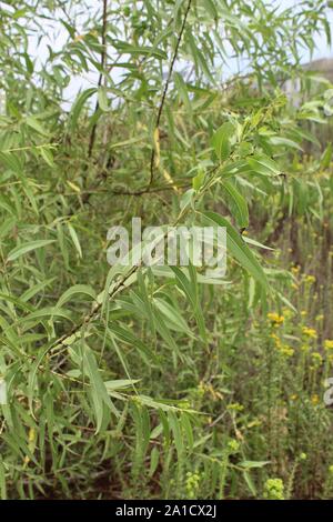 Native tree Shrub from the willow family goat willow (Salix caprea) Sal ...
