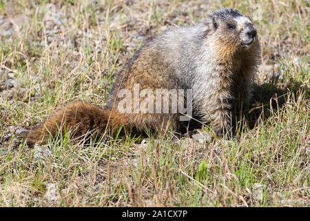 Hoary Marmot in the Canadian rokies Stock Photo - Alamy