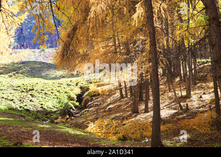 Autumn forest. Beautiful trees of lilacs. Bright natural colors ...