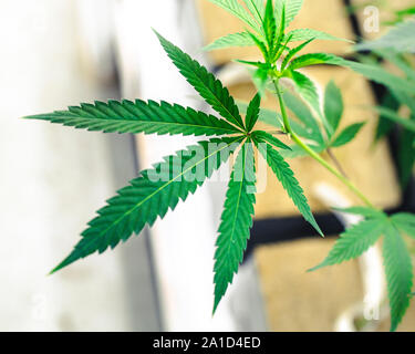 Small cannabis plants growing indoor Stock Photo - Alamy