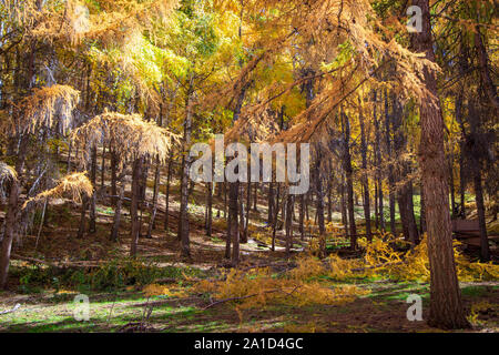 Autumn forest. Beautiful trees of lilacs. Bright natural colors ...