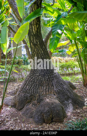 tuber tree in a wonderful park on Tenerife Stock Photo - Alamy