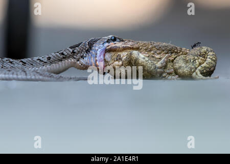 Death Adder feeding Stock Photo - Alamy