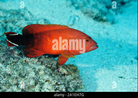 Flagtail Grouper (Cephalopholis urodeta Stock Photo - Alamy