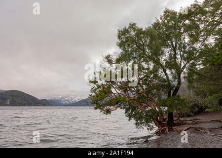 Scene view of Arrayan (Luma apiculata) tree in the shore against snow ...
