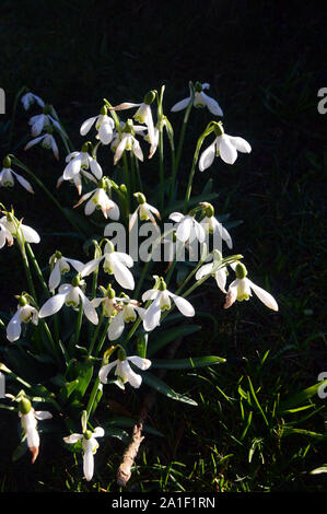 Bunch of Snowdrops Galanthus 'S. Arnott' Growing in a Border at RHS ...