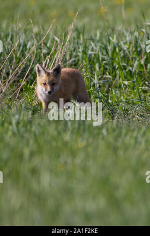 Cute Fox Kits Playing and waiting Stock Photo - Alamy