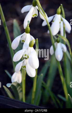 Bunch of Snowdrops Galanthus 'S. Arnott' Growing in a Border at RHS ...