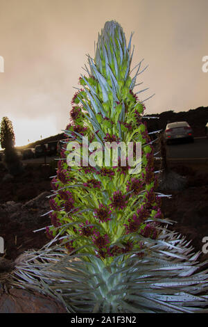 A silver sword on Haleakala. A volcano on the island of Maui in Hawaii ...