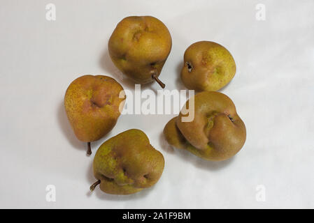 Stone cells on Beurre Hardy pears Stock Photo - Alamy