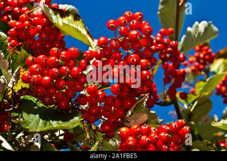 Common Whitebeam (Sorbus aria), winter bud, Doller Valley, Alsace ...