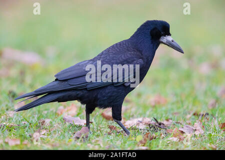 Rook (Corvus frugileus), side view of an adult standing among autumn ...