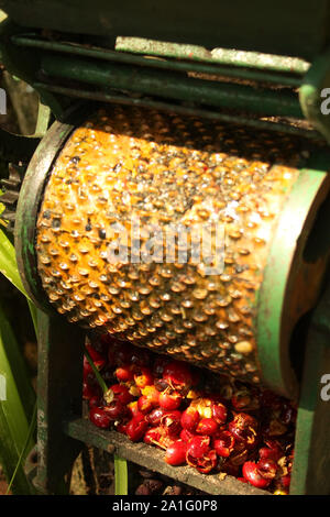 Traditional process peeling the coffee V. Traditional machine to remove ...