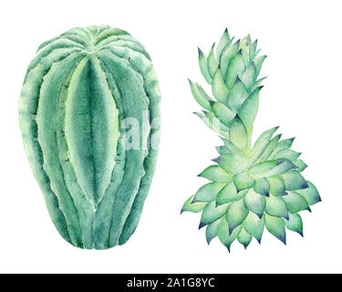 Watercolor set of cacti and succulent plants illustration. Flower clipart for your projects ...