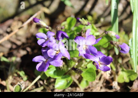 The picture shows violets in the garden Stock Photo - Alamy