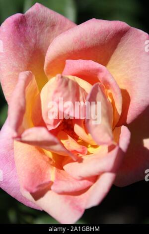 Beautiful grandiflora gemini hybrid tea rose growing in a garden Stock ...