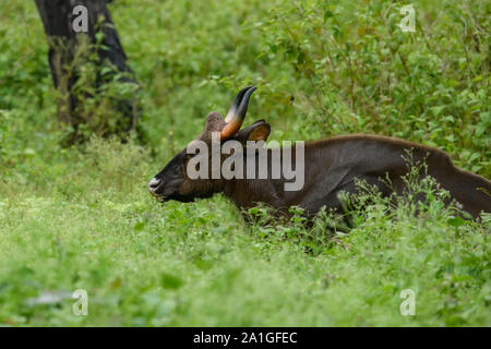 Female Gaur also called an Indian Bison standing n natural habitat with ...
