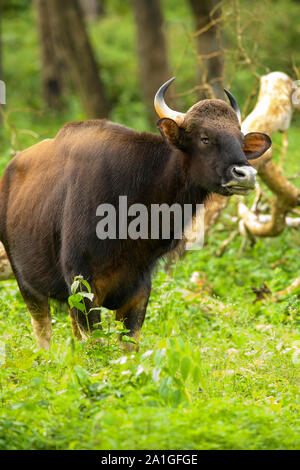 herd of Gaur in the meadow Stock Photo - Alamy