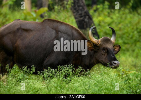 Female Gaur also called an Indian Bison standing n natural habitat with ...