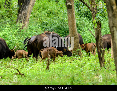 Female Gaur also called an Indian Bison standing n natural habitat with ...