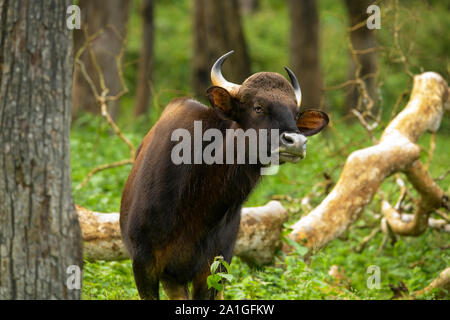Female Gaur also called an Indian Bison standing n natural habitat with ...
