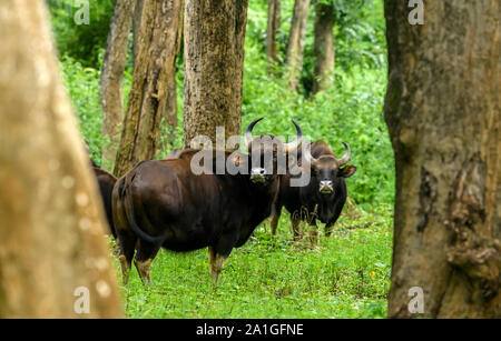 Female Gaur also called an Indian Bison standing n natural habitat with ...