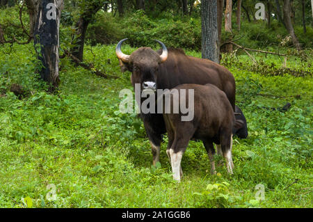 Gaurs Gaur Indian bison ,largest extant bovine at India Stock Photo - Alamy