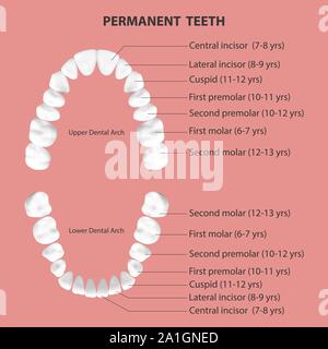 Human permanent teeth chart vector illustration Stock Vector Image ...