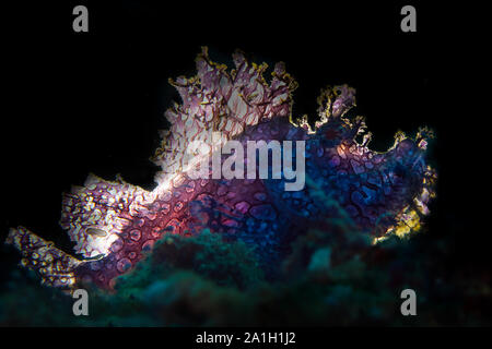 Purple Rinophia (Rhinopias frondosa) in Ambon Bay, Indonesia Stock ...
