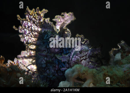 Purple Rinophia (Rhinopias frondosa) in Ambon Bay, Indonesia Stock ...