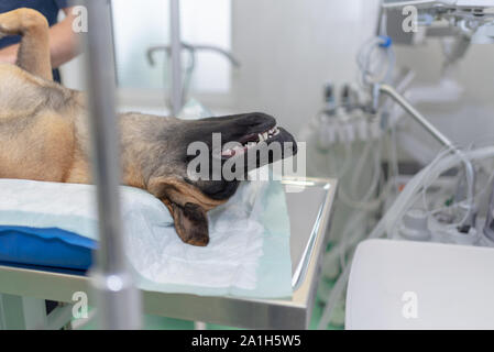 Dog under anesthesia lie on operating table in operating room. Dog ...