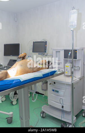 Dog under anesthesia lie on operating table in operating room. Dog ...