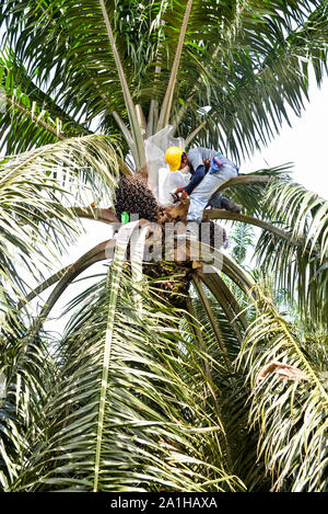 SABAH, MALAYSIA, January 2018 - an employee do the controll pollination ...