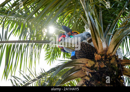 SABAH, MALAYSIA, January 2018 - an employee do the controll pollination ...