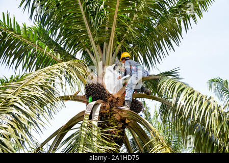 SABAH, MALAYSIA, January 2018 - an employee do the controll pollination ...