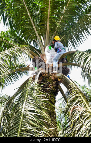 SABAH, MALAYSIA, January 2018 - an employee do the controll pollination ...