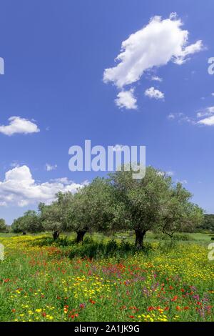 Olive trees and flower meadow, Dipkarpaz Peninsula, Famagusta, Turkish ...