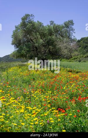 Olive trees and flower meadow, Dipkarpaz Peninsula, Famagusta, Turkish ...