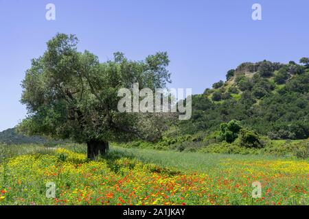 Olive trees and flower meadow, Dipkarpaz Peninsula, Famagusta, Turkish ...