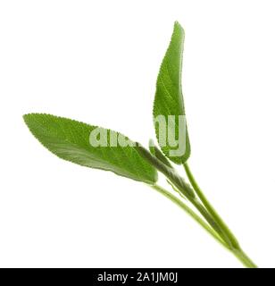 Sage sheets (Salvia), cutout, Germany Stock Photo - Alamy