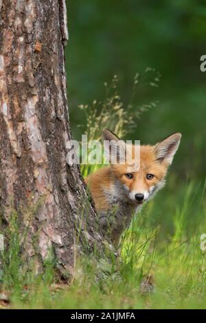 Red Fox (Vulpes vulpes) Behind A Tree Stock Photo - Alamy