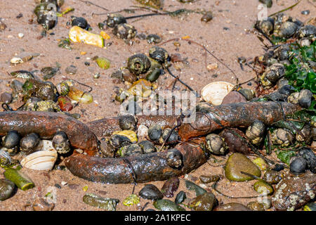 Snails, limpets and barnacles attached to abandoned rusty chain Stock ...