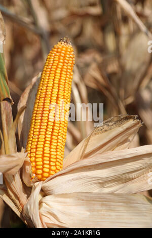 Big yellow panicle with maize seeds in the field in summer Stock Photo ...