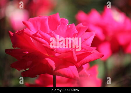 Perfect summer pink grandiflora rose blossom Stock Photo - Alamy