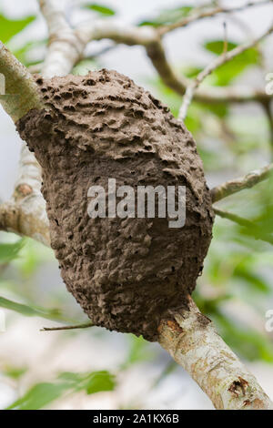 Acrobat Ants and Cocktail Ants (Crematogaster Stock Photo - Alamy