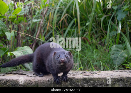 American mink (Neovison vison), captive, UK Stock Photo - Alamy
